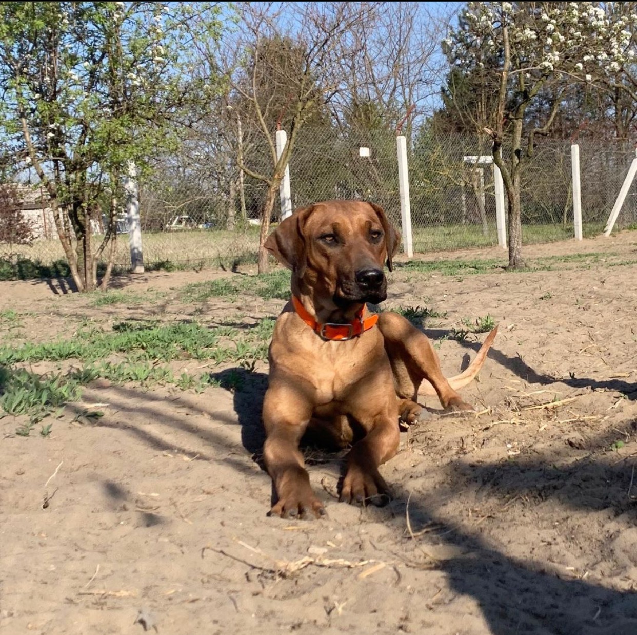 BRITTA – RODEZIJSKI RIDŽBEK "RIDGEBACK ZULU", SUBOTICA, SRBIJA
