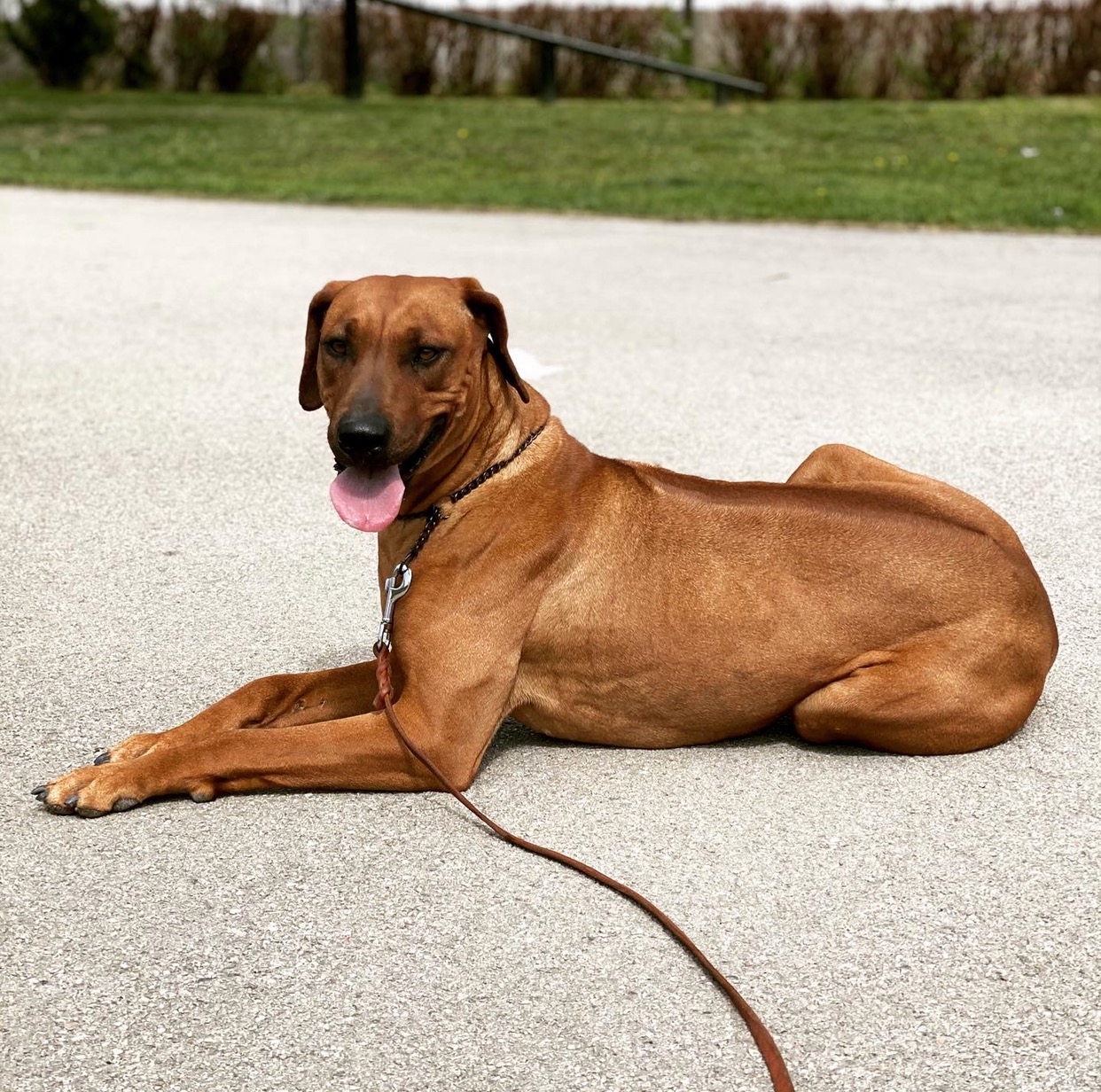 BRITTA – RODEZIJSKI RIDŽBEK "RIDGEBACK ZULU", SUBOTICA, SRBIJA