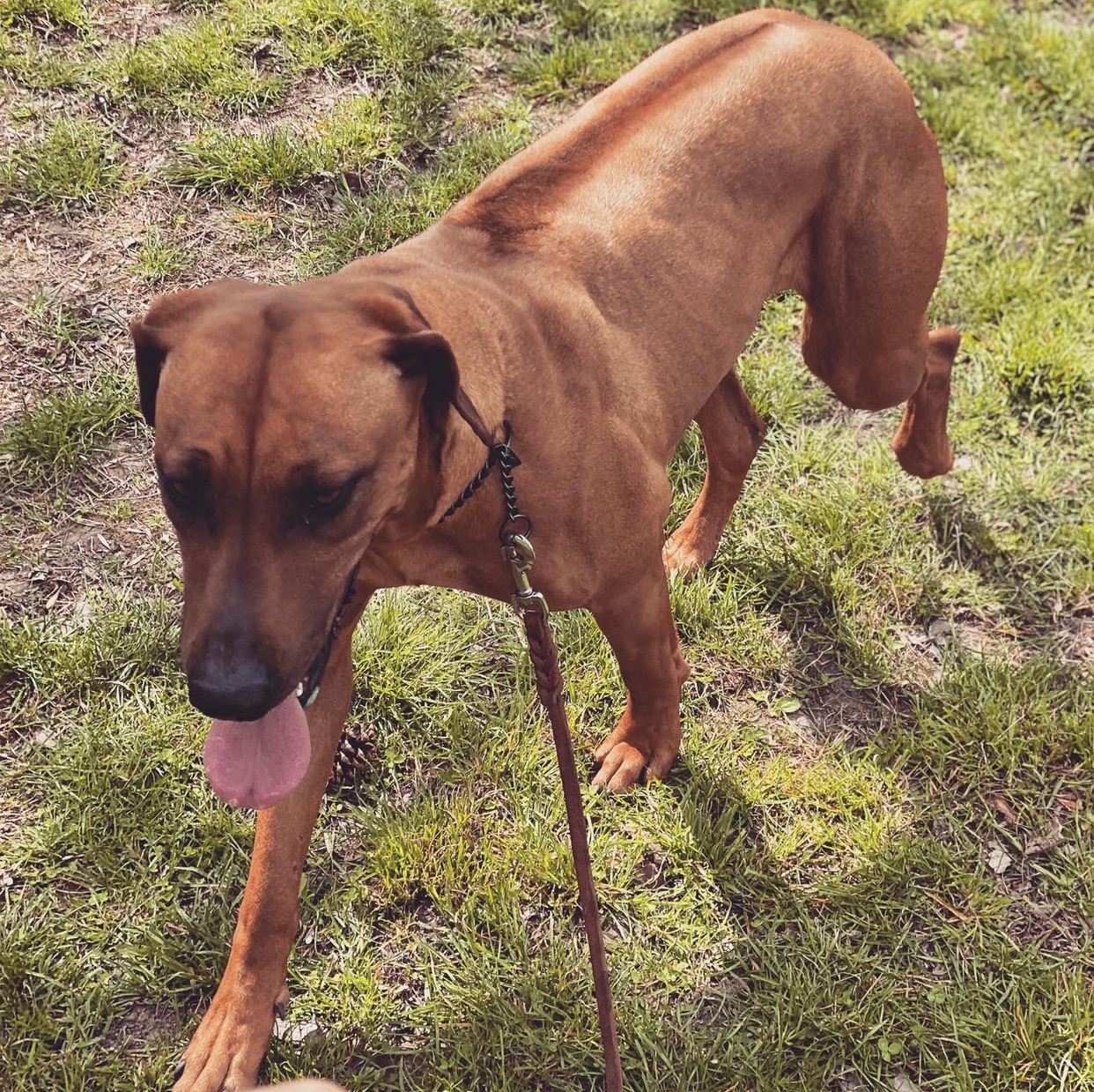 BRITTA – RODEZIJSKI RIDŽBEK "RIDGEBACK ZULU", SUBOTICA, SRBIJA