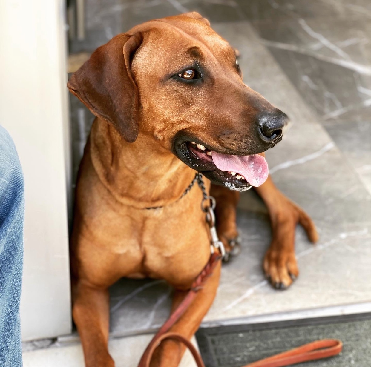 BRITTA – RODEZIJSKI RIDŽBEK "RIDGEBACK ZULU", SUBOTICA, SRBIJA