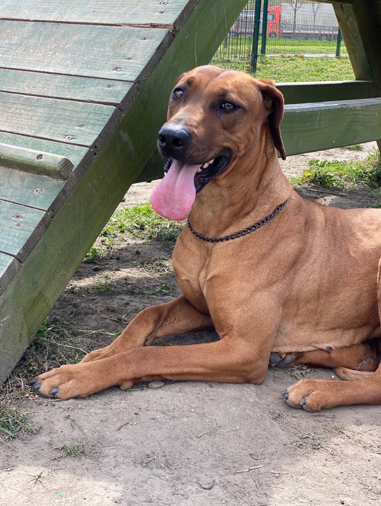 BRITTA – RODEZIJSKI RIDŽBEK "RIDGEBACK ZULU", SUBOTICA, SRBIJA